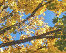 The Gift | Lisa Hart, LMT